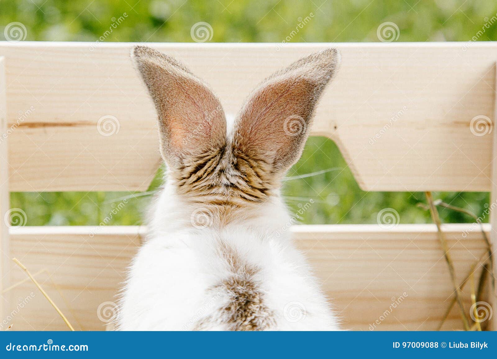 Little rabbit in the box stock photo. Image of brown - 97009088