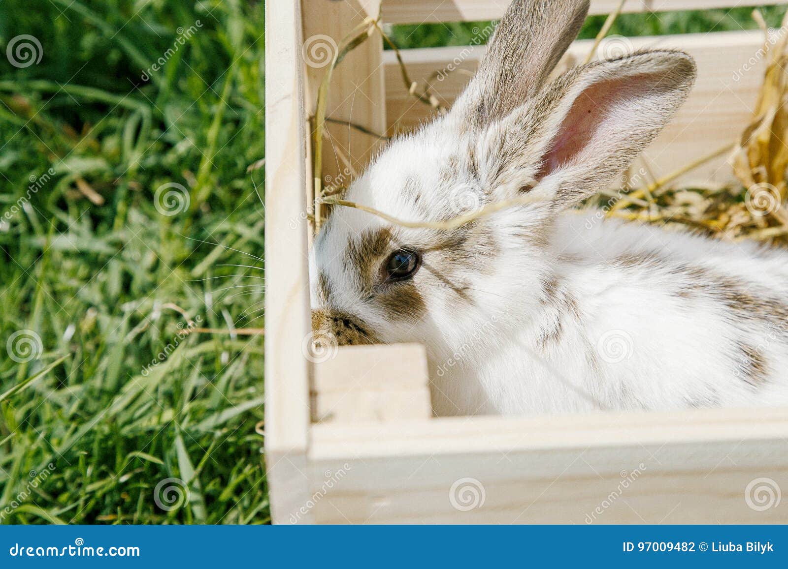 Little rabbit in the box stock photo. Image of rabbit - 97009482
