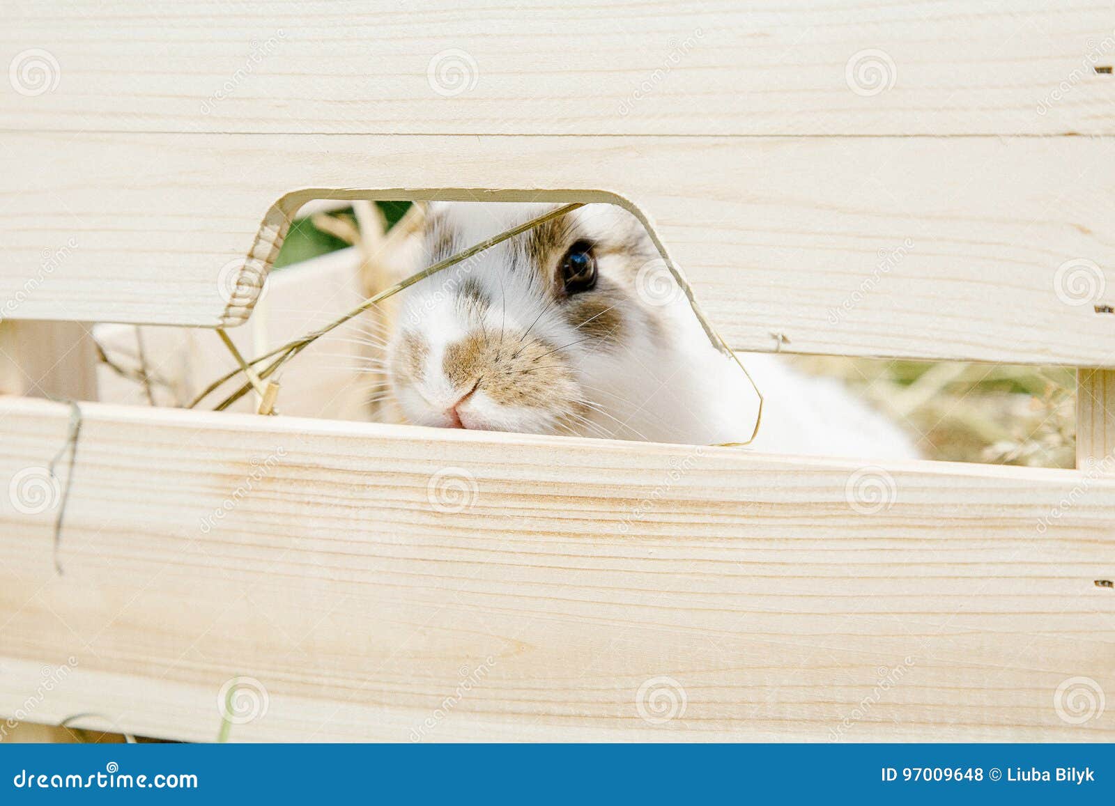 Little rabbit in the box stock photo. Image of animal - 97009648