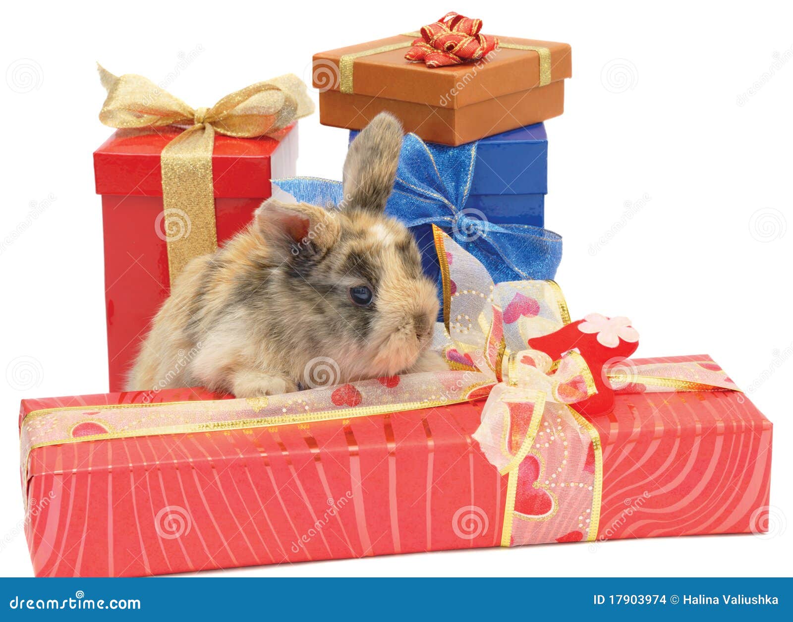 Little Rabbit between the Boxes with Gifts Stock Photo - Image of ...