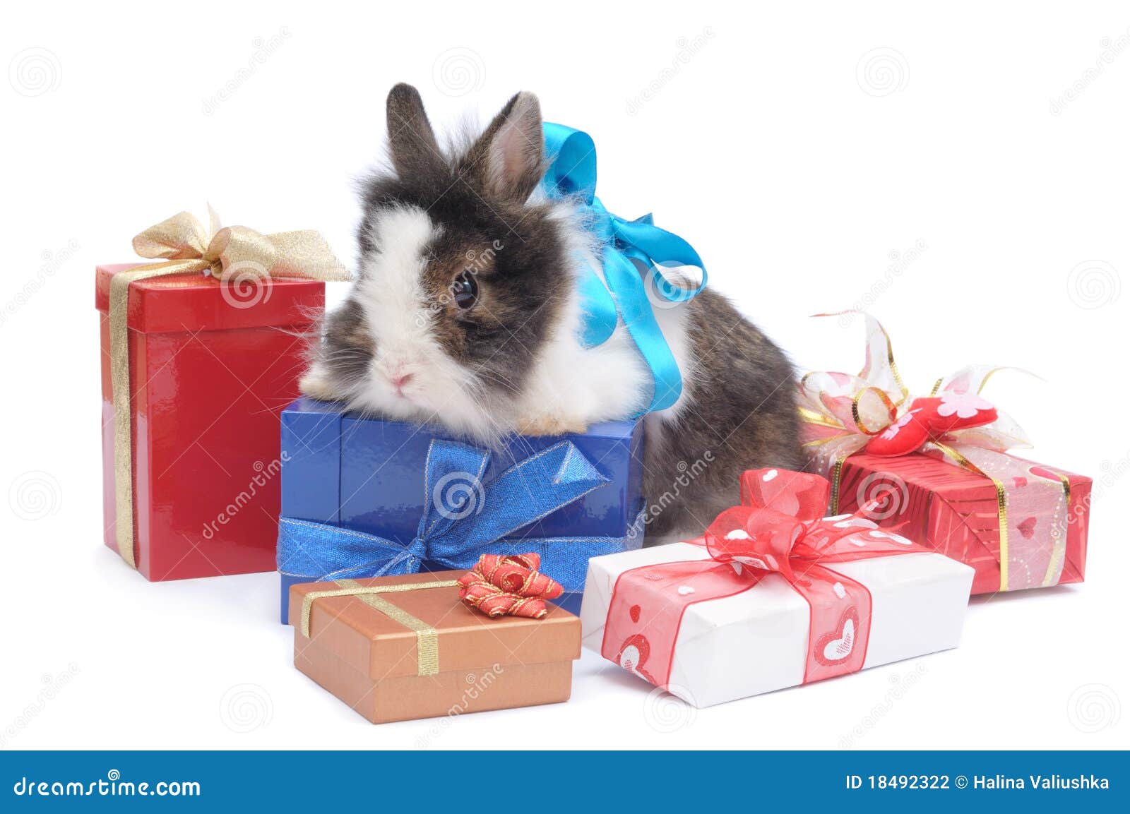 A Little Rabbit Sits In A Cage And Chews On White Grass With Brown ...