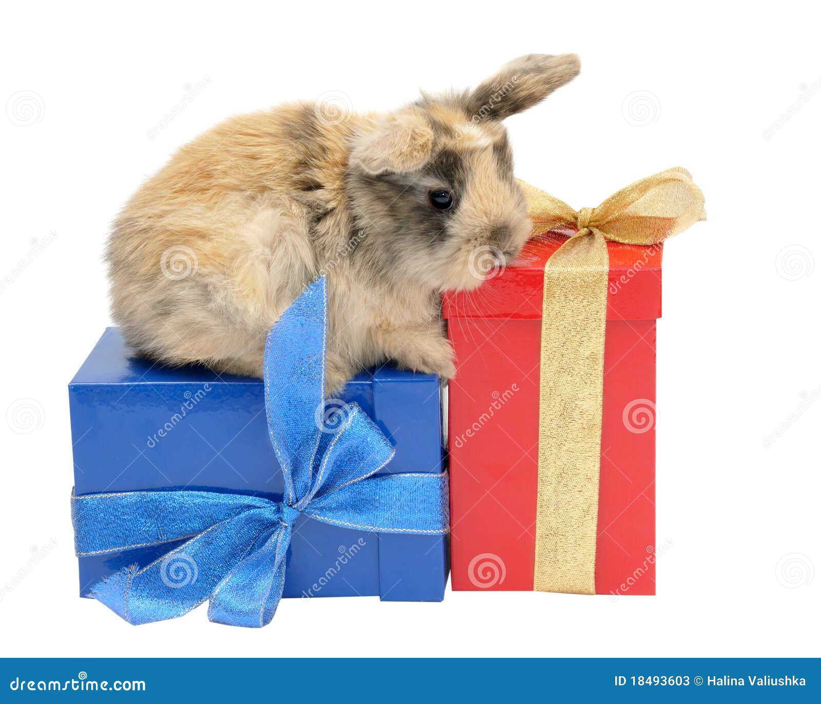 Little Rabbit on the Boxes with Gifts Stock Image - Image of easter ...
