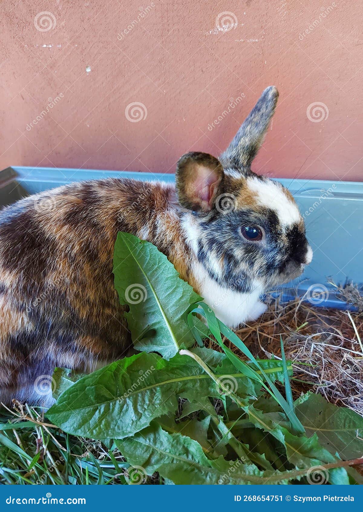 Rabbit Daisy stock image. Image of rodent, letuce, whiskers - 268654751