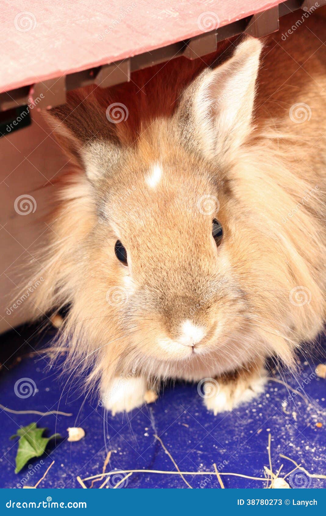 Little rabbit stock image. Image of puppy, hands, large - 38780273