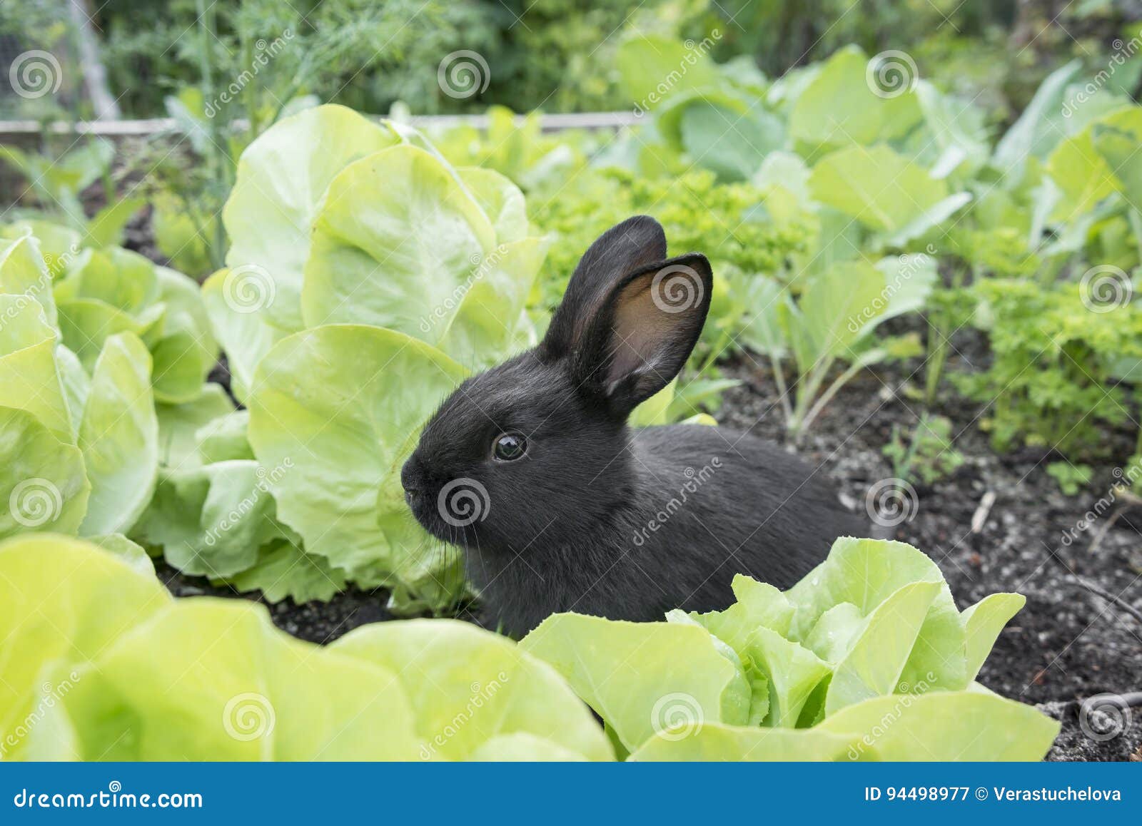 Little Rabbit Eating Lettuce Stock Image - Image of hare, damage: 94498977