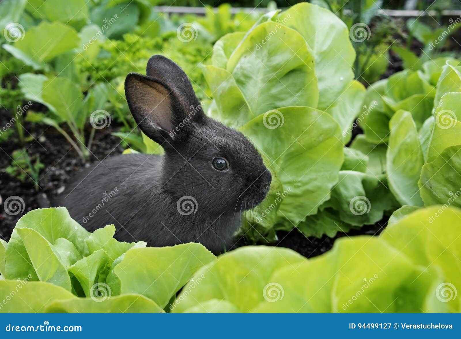 Little Rabbit Eating Lettuce Stock Image - Image of seasonal, ears ...