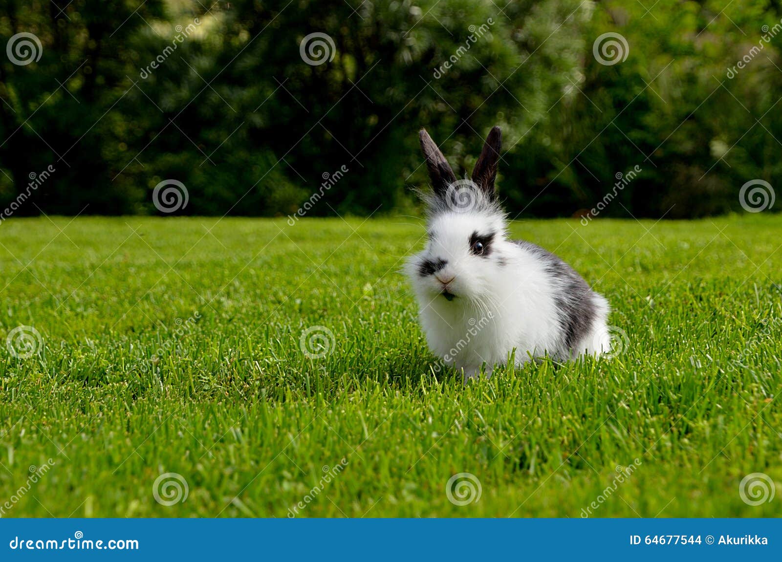 Little rabbit eating stock photo. Image of leaf, cony - 64677544