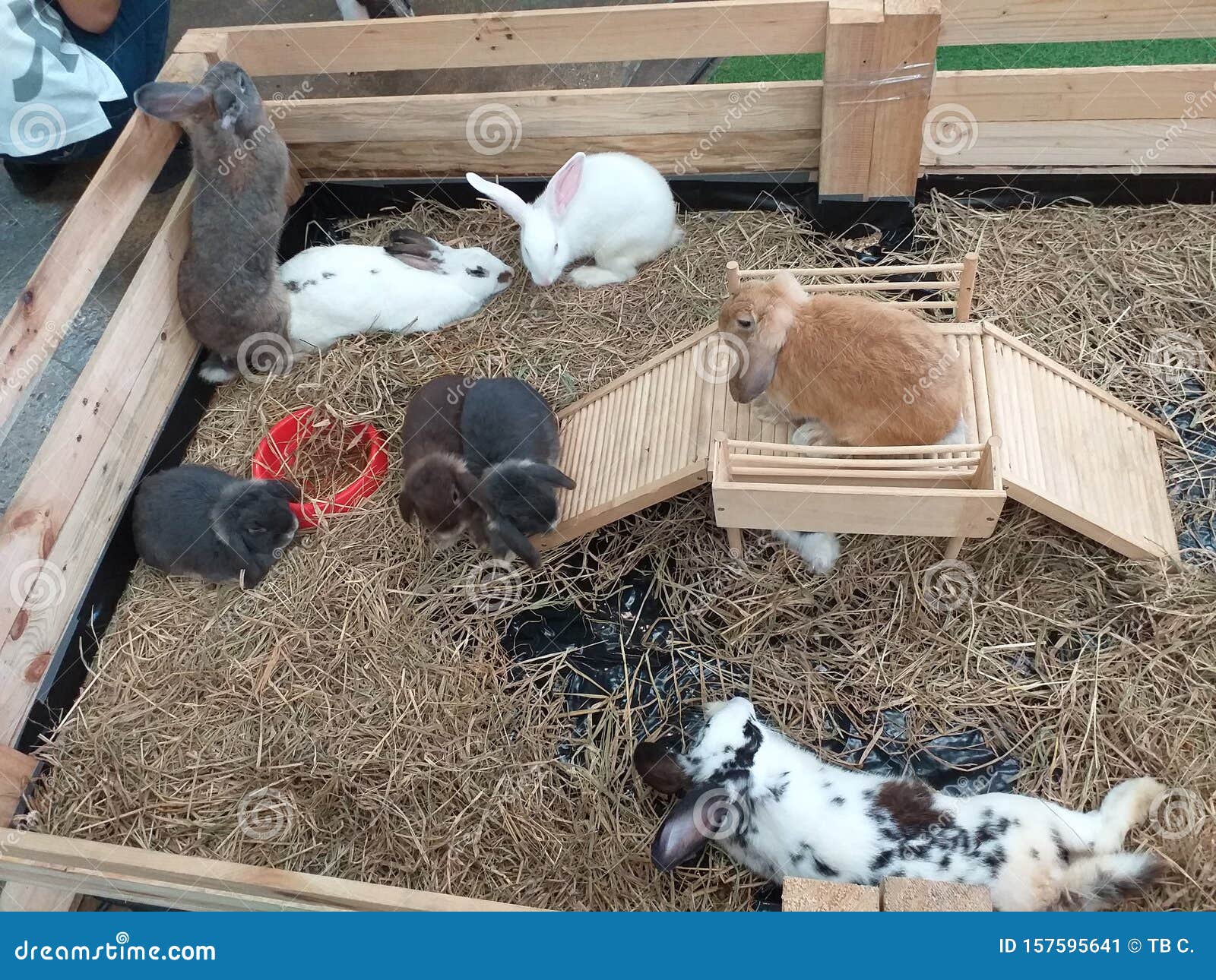 The Little Rabbit Family stock image. Image of bunny - 157595641