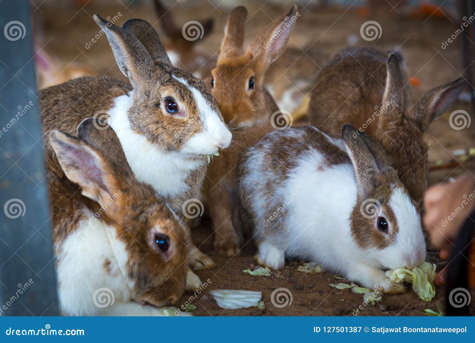 Little Rabbit,Rabbits in the Farm Stock Image - Image of grass, field ...