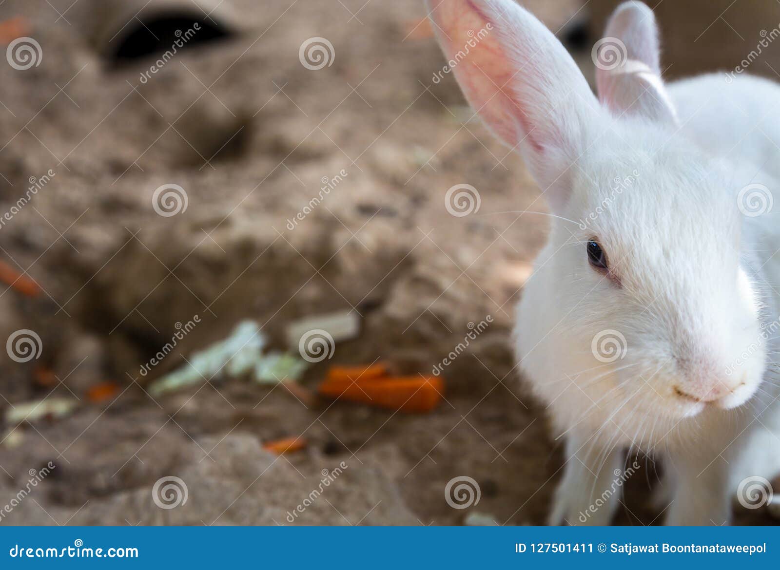Little Rabbit,Rabbit in the Farm Stock Image - Image of eating, hare ...