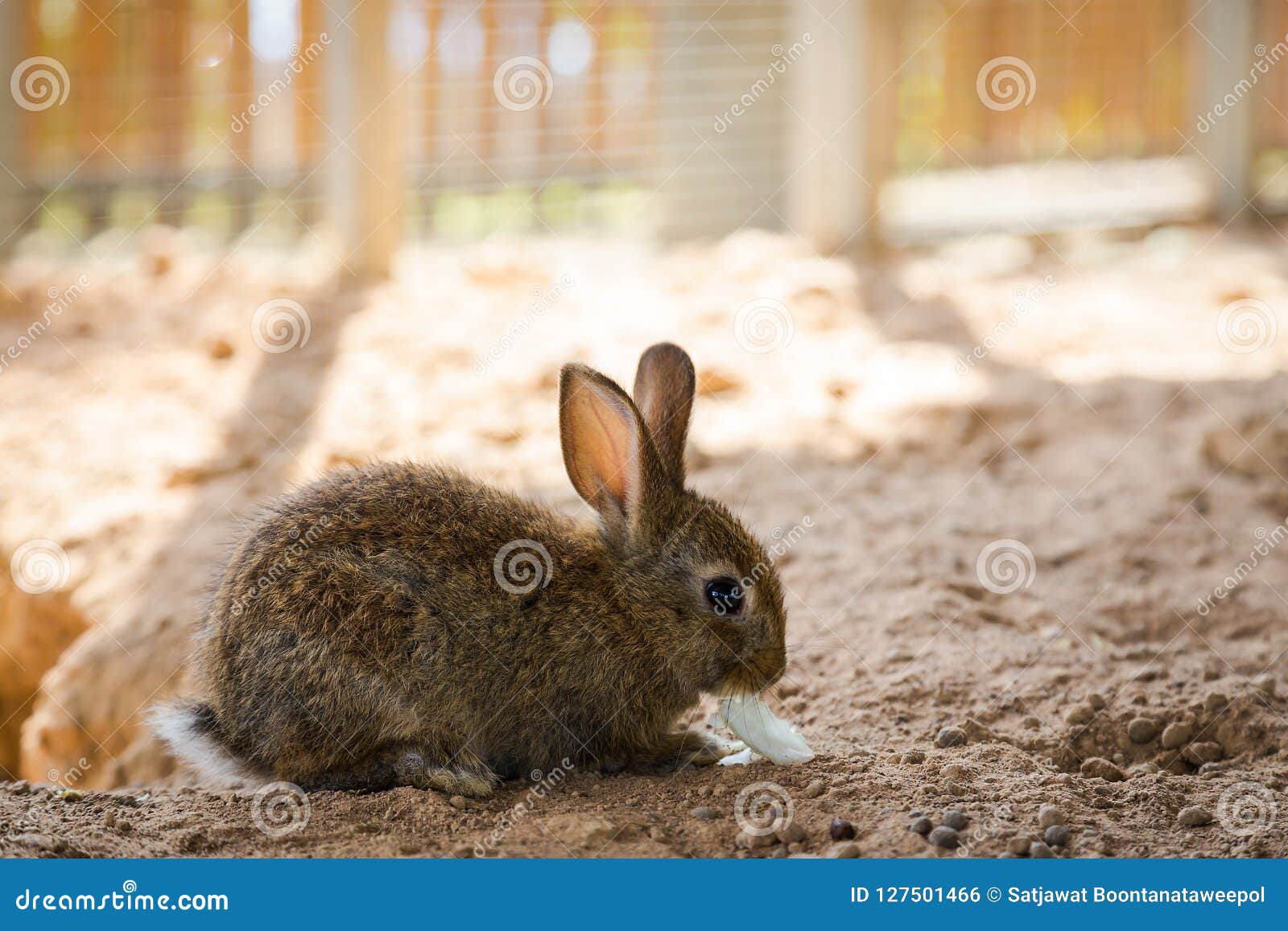 Little Rabbit,Rabbit in the Farm Stock Photo - Image of live, eating ...