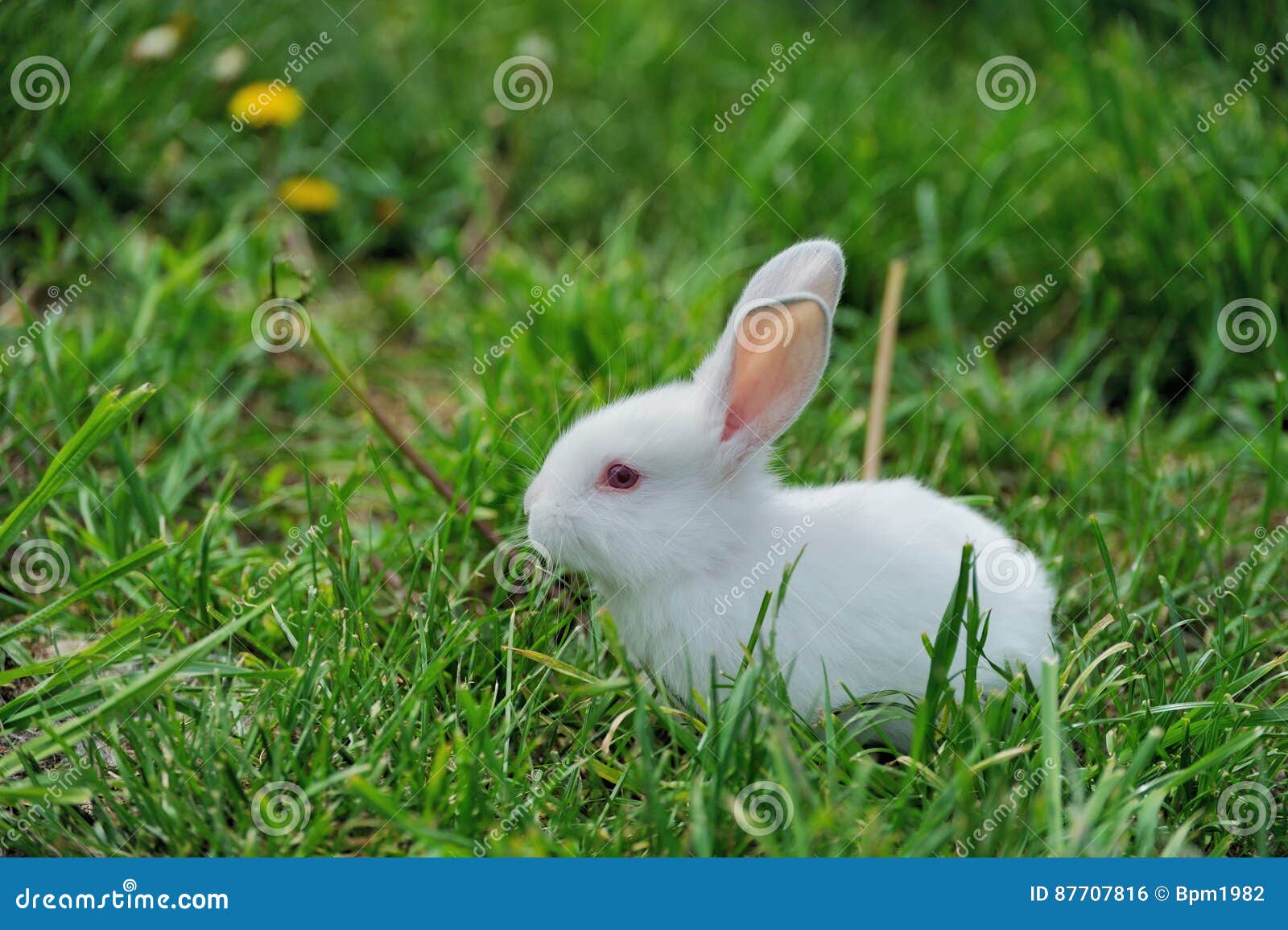 Little rabbit on the field stock photo. Image of meadow - 87707816