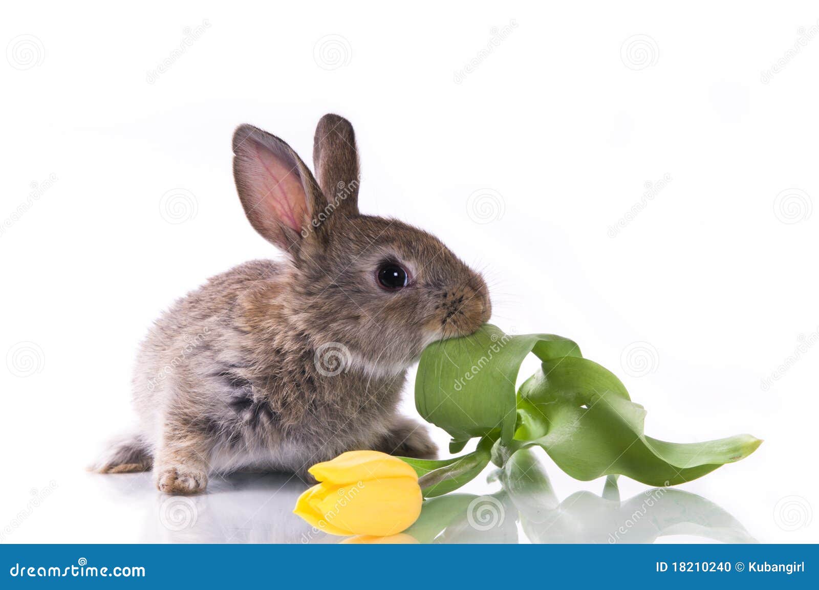 Little rabbit and flowers stock photo. Image of flower - 18210240