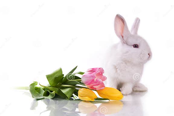 Little rabbit and flowers stock photo. Image of small - 18248096