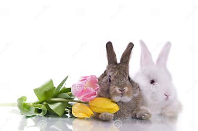 Little rabbit and flowers stock photo. Image of flower - 18528530