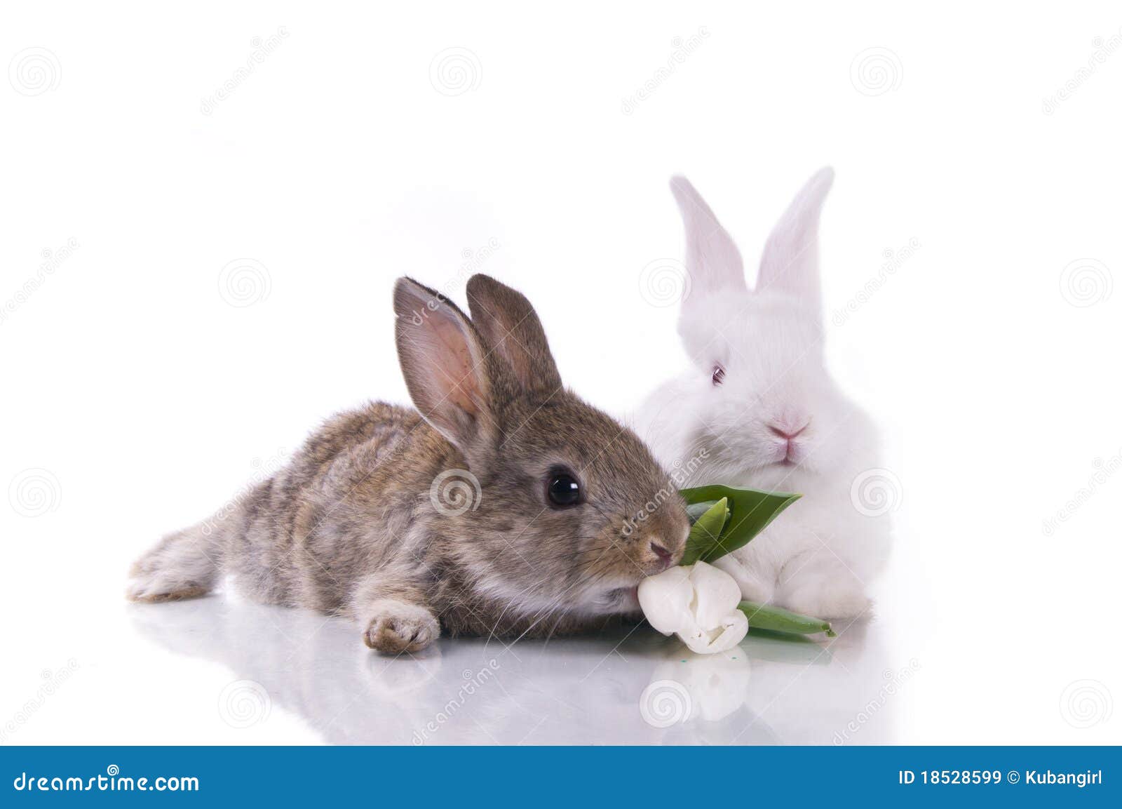 Little rabbit and flowers stock image. Image of spring - 18528599