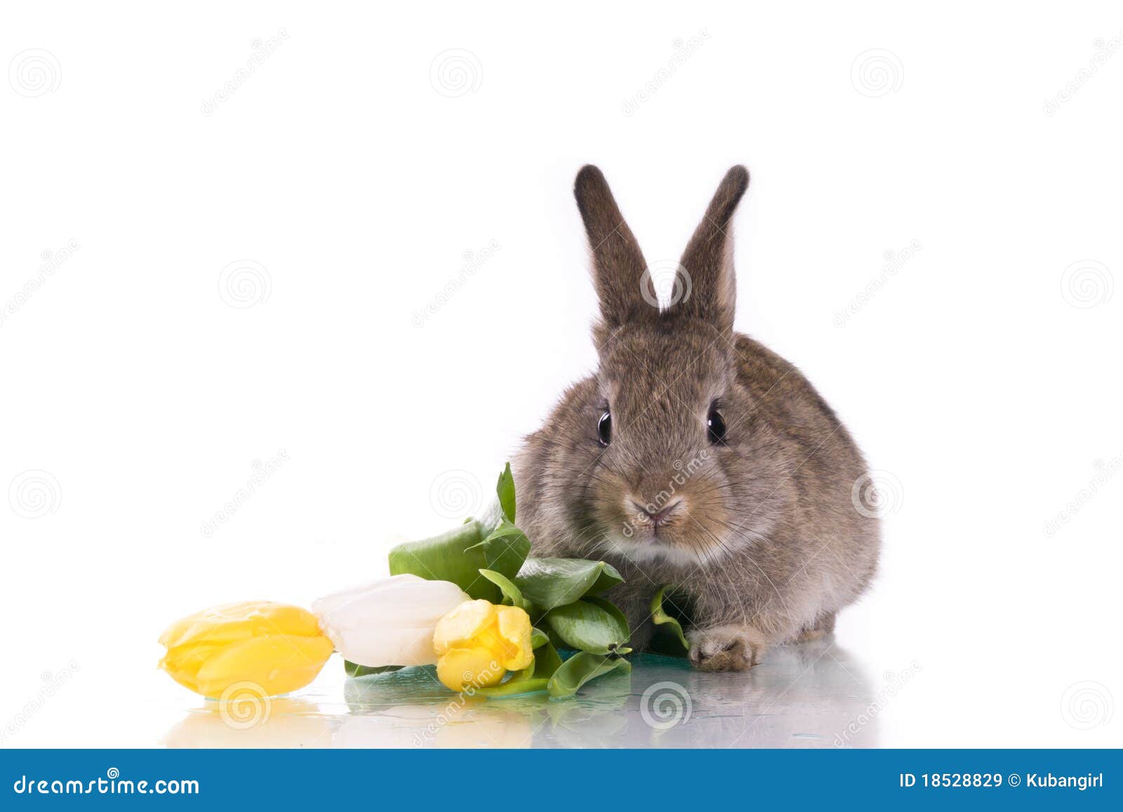Little rabbit and flowers stock image. Image of spring - 18528829