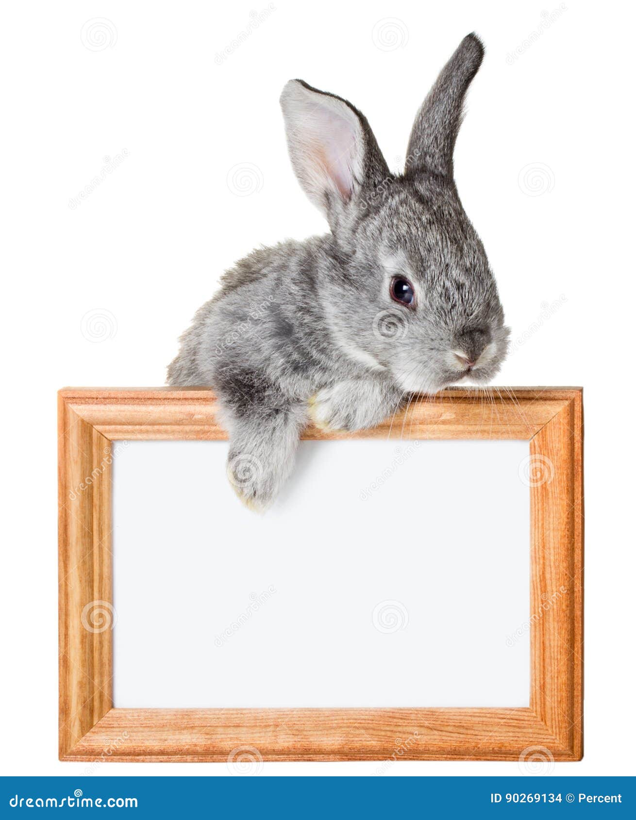 Little rabbit with frame stock photo. Image of signboard - 90269134