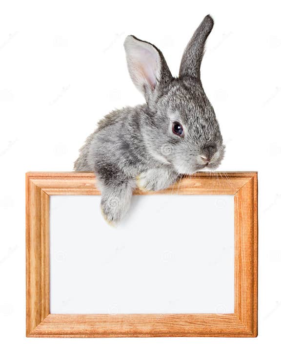 Little rabbit with frame stock photo. Image of signboard - 90269134