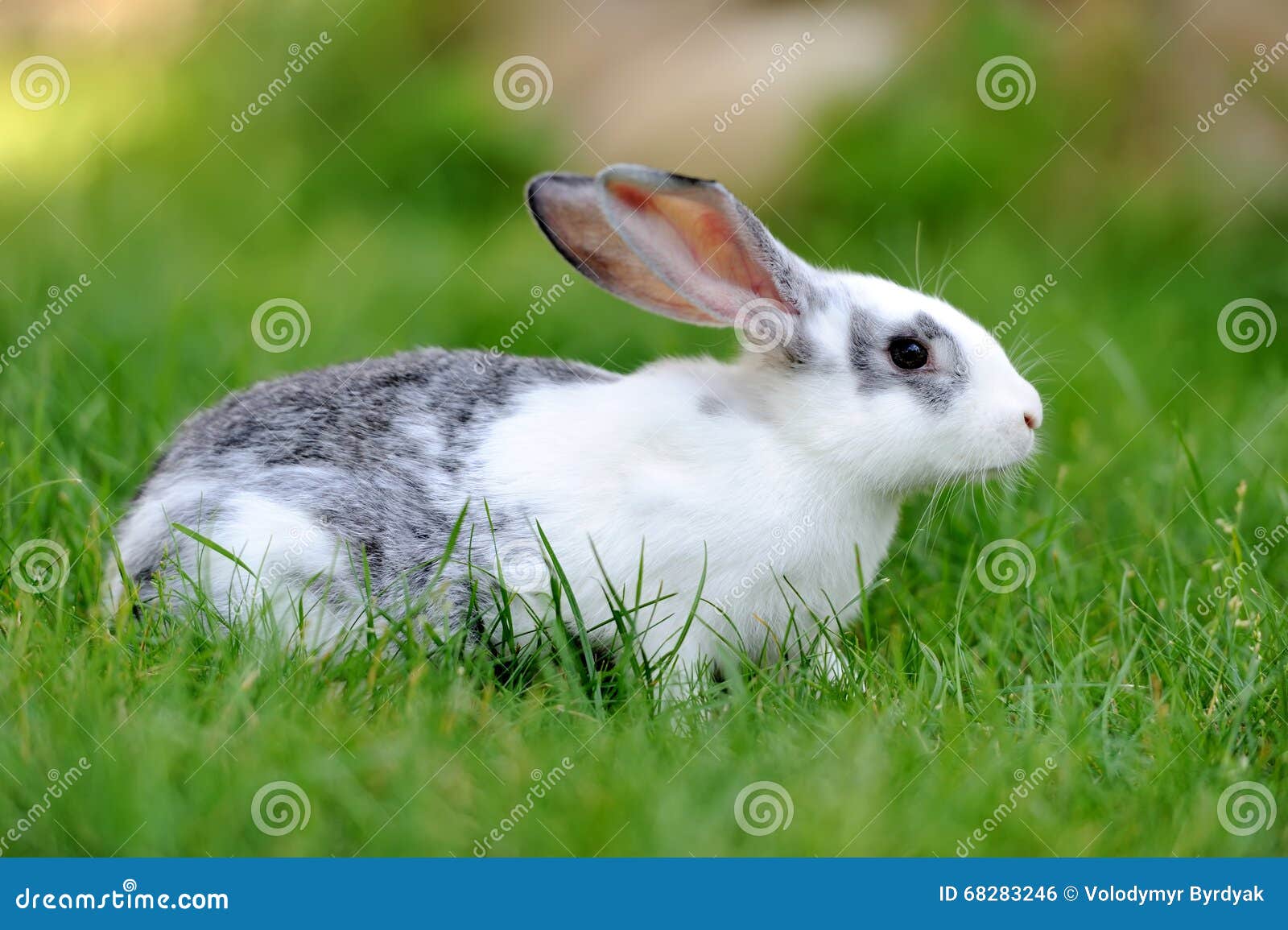 Little rabbit in grass stock photo. Image of little, nature - 68283246