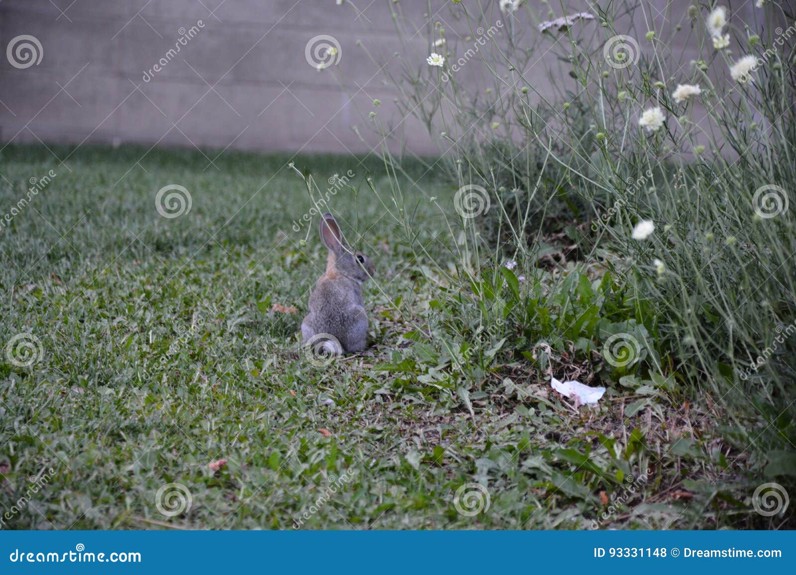 A Little Rabbit in the Grass Stock Photo - Image of grass, cute: 93331148