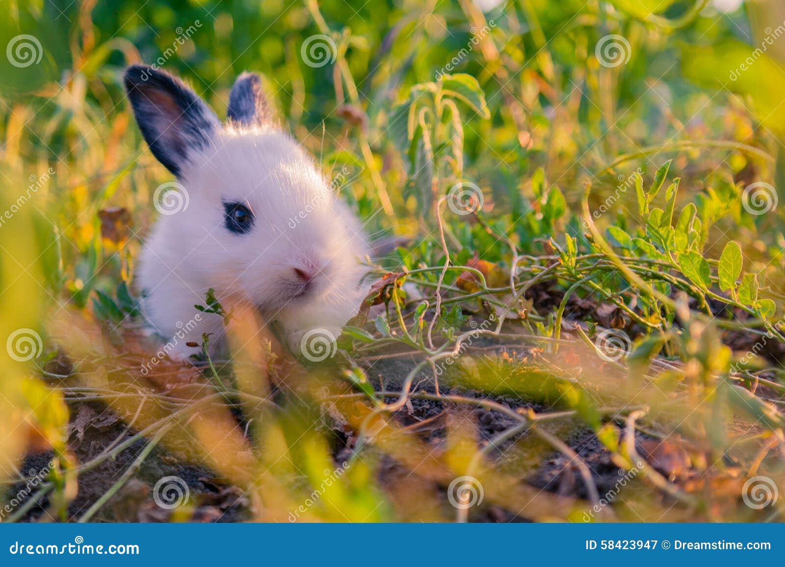 Little rabbit stock image. Image of fine, family, curiosity - 58423947
