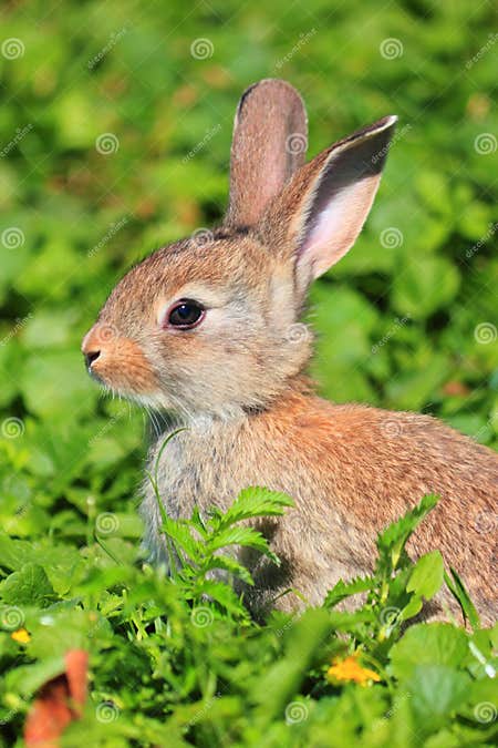 Little Rabbit in a Green Field Stock Image - Image of easter, field ...