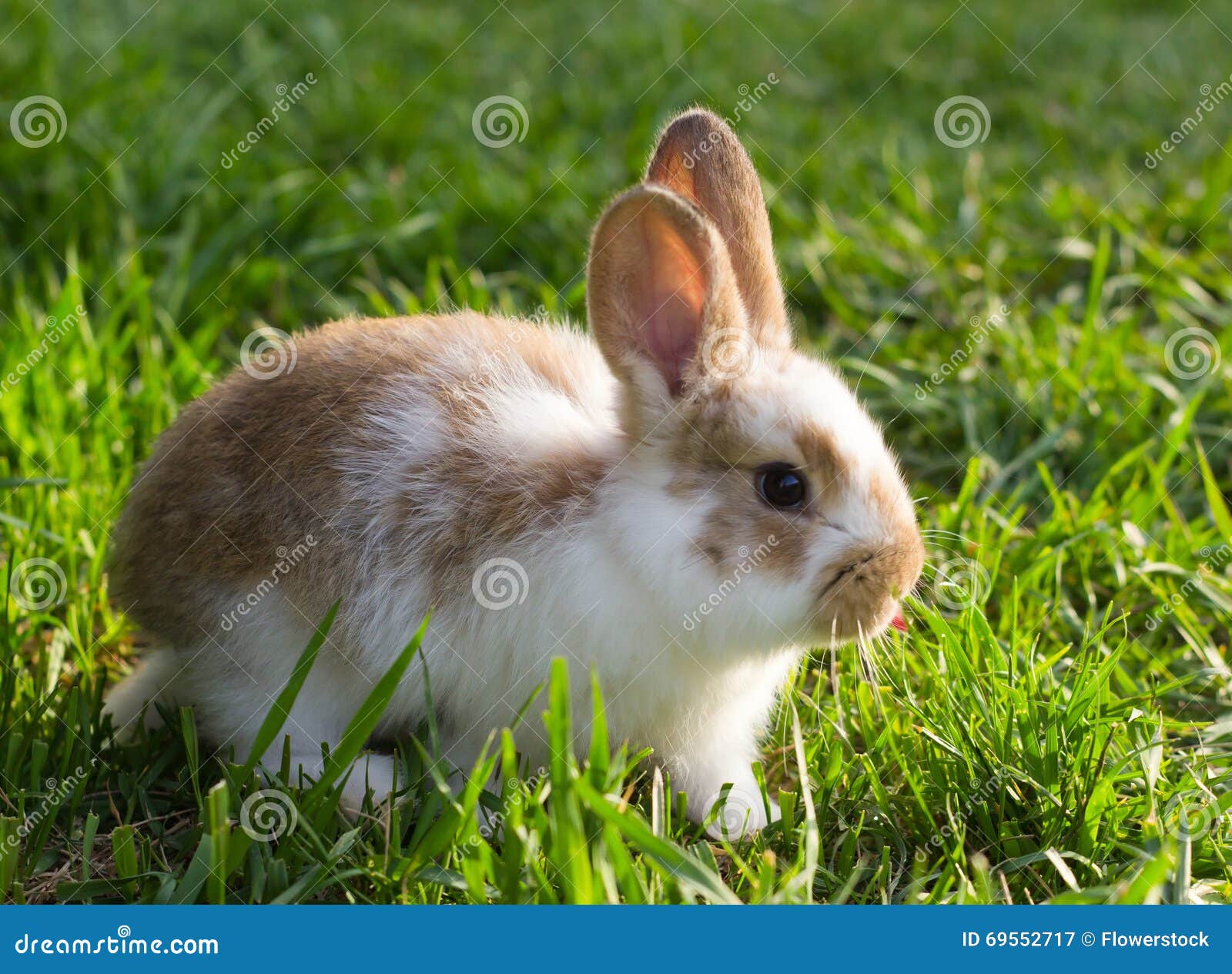 Little Rabbit on Green Gras Stock Image - Image of hare, lawn: 69552717