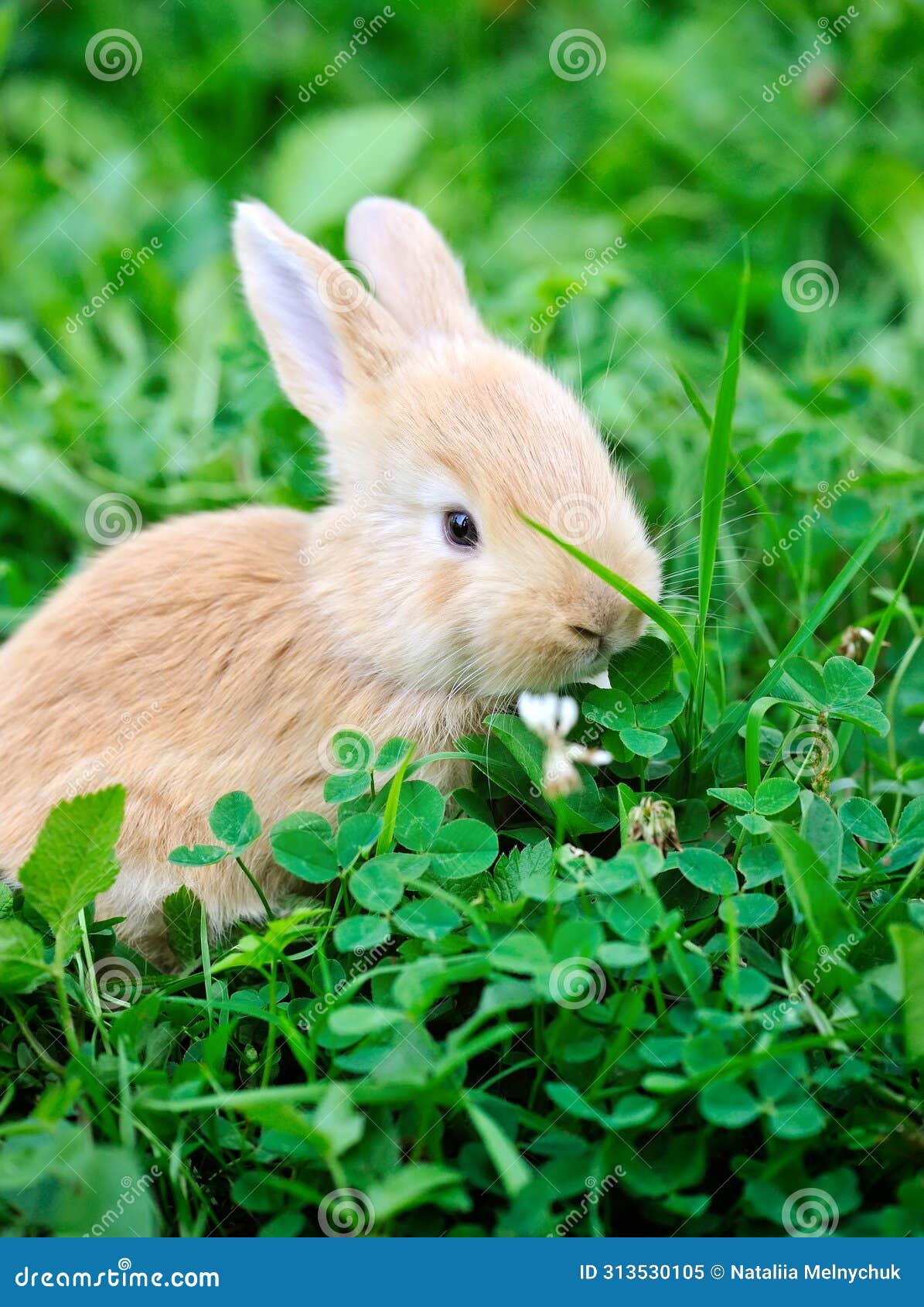 Little Rabbit in Green Grass Stock Image - Image of meadow, cute: 313530105