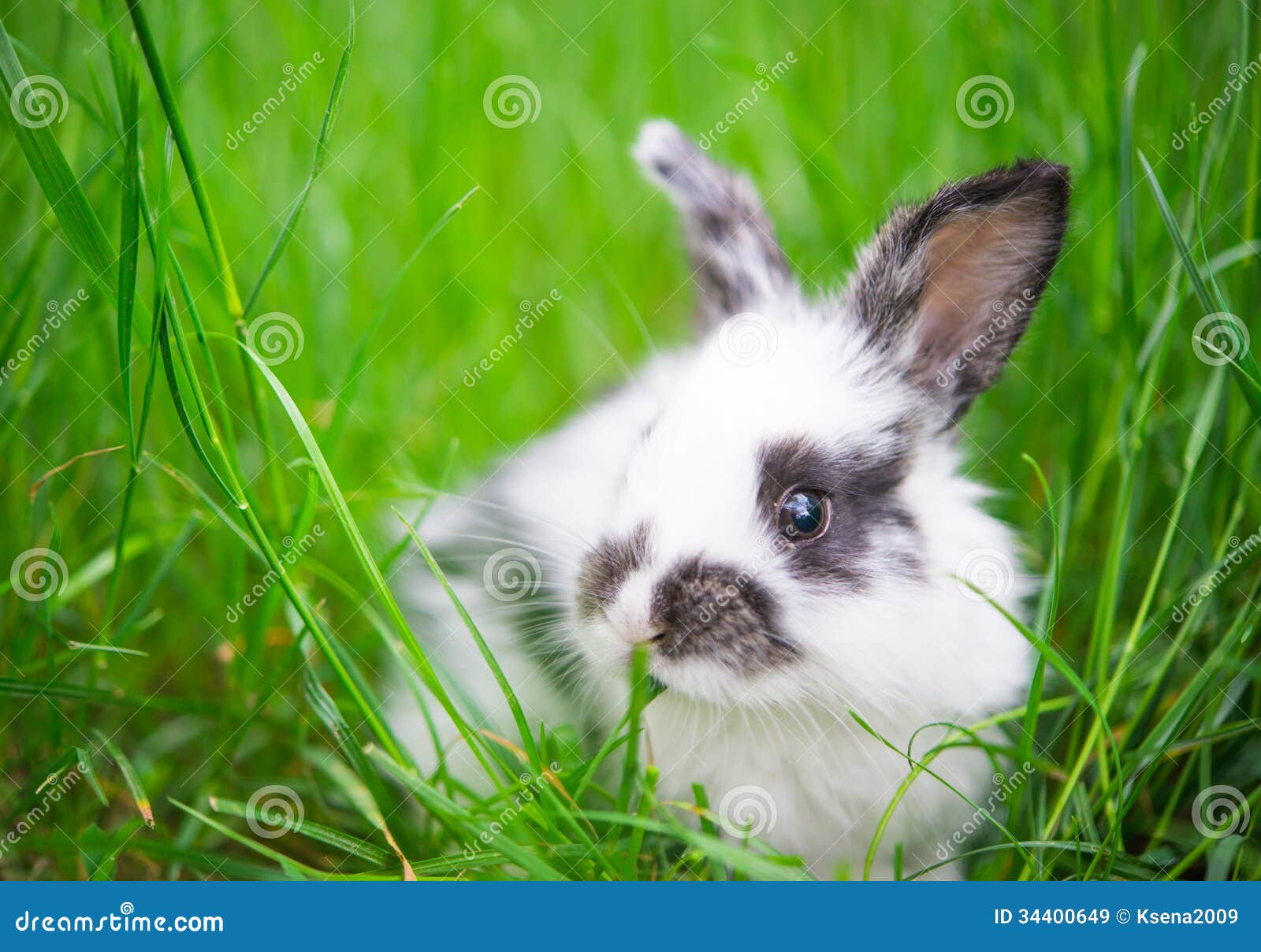 Little rabbit stock image. Image of single, rabbit, animal - 34400649