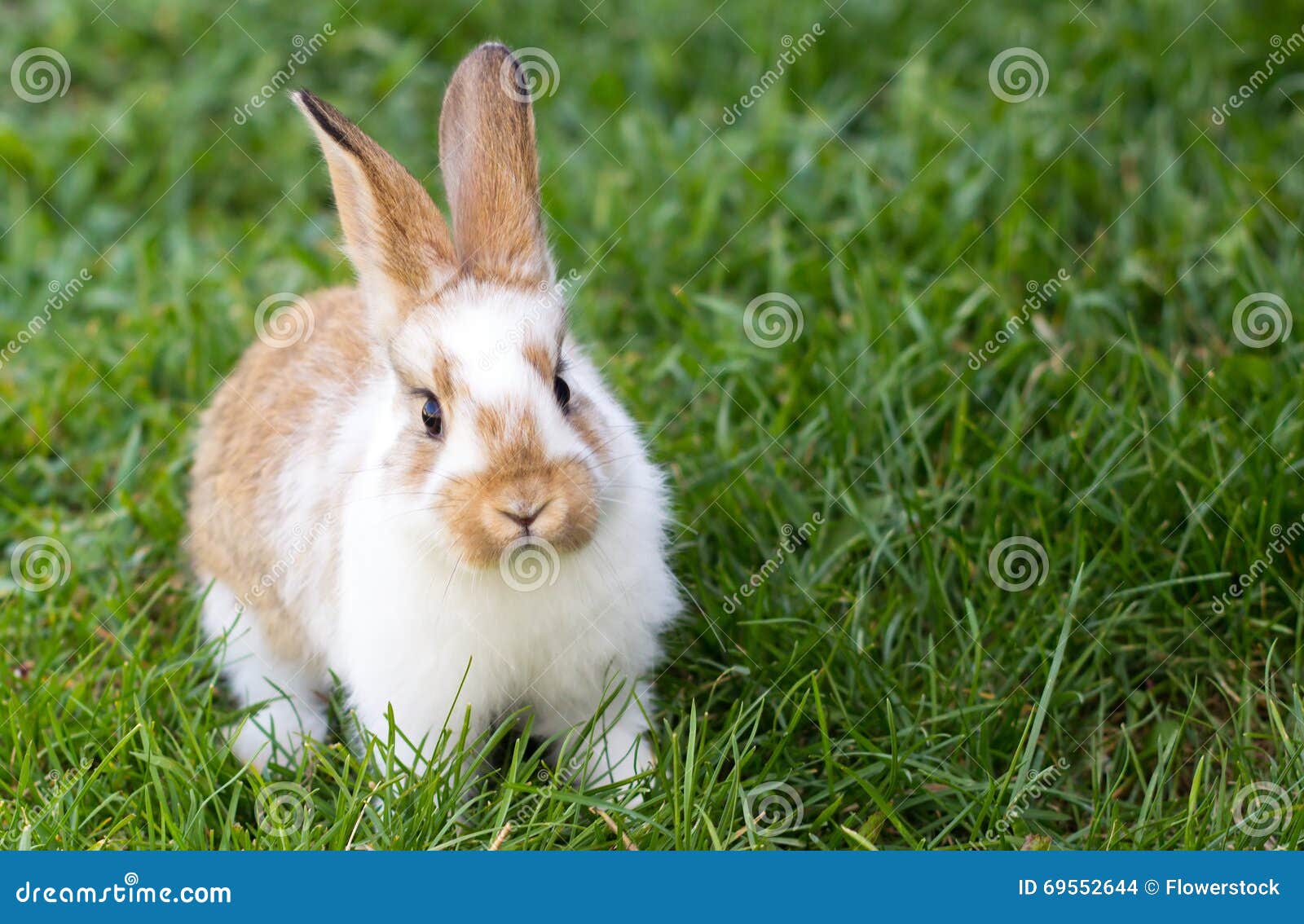 Little rabbit stock photo. Image of little, domestic - 69552644