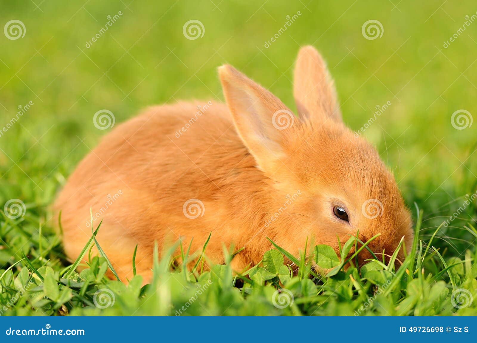 Little Rabbit on Green Grass Stock Photo - Image of natural, hare: 49726698