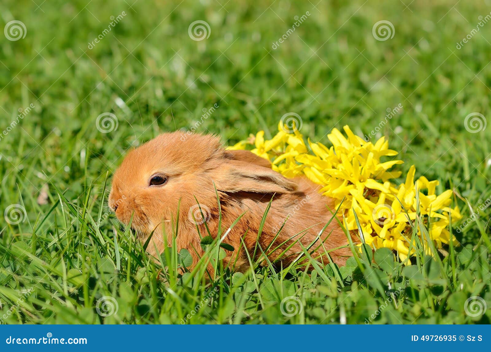 Little Rabbit on Green Grass Stock Image - Image of furry, grey: 49726935
