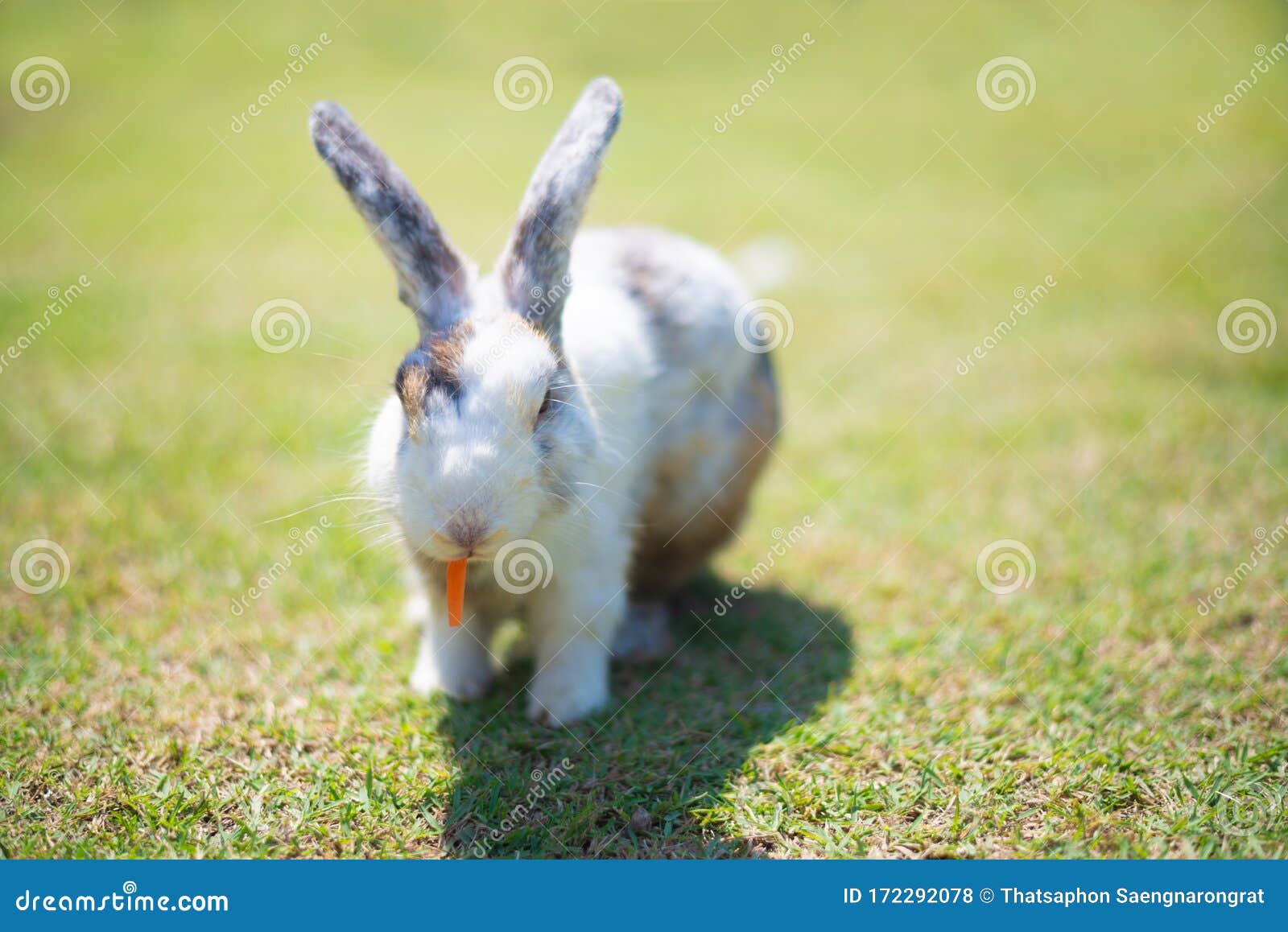 Little Rabbit on Green Grass Field Stock Photo - Image of grass, farm ...