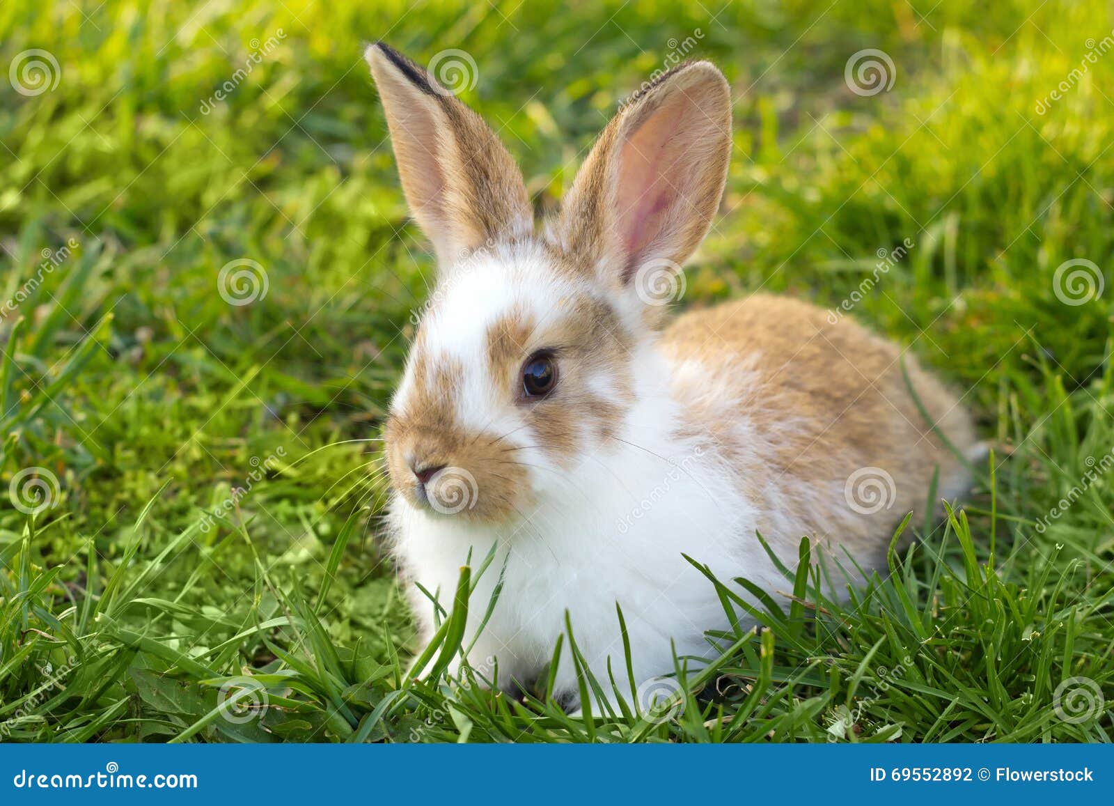 Little Rabbit on Green Grass Stock Photo - Image of baby, field: 69552892
