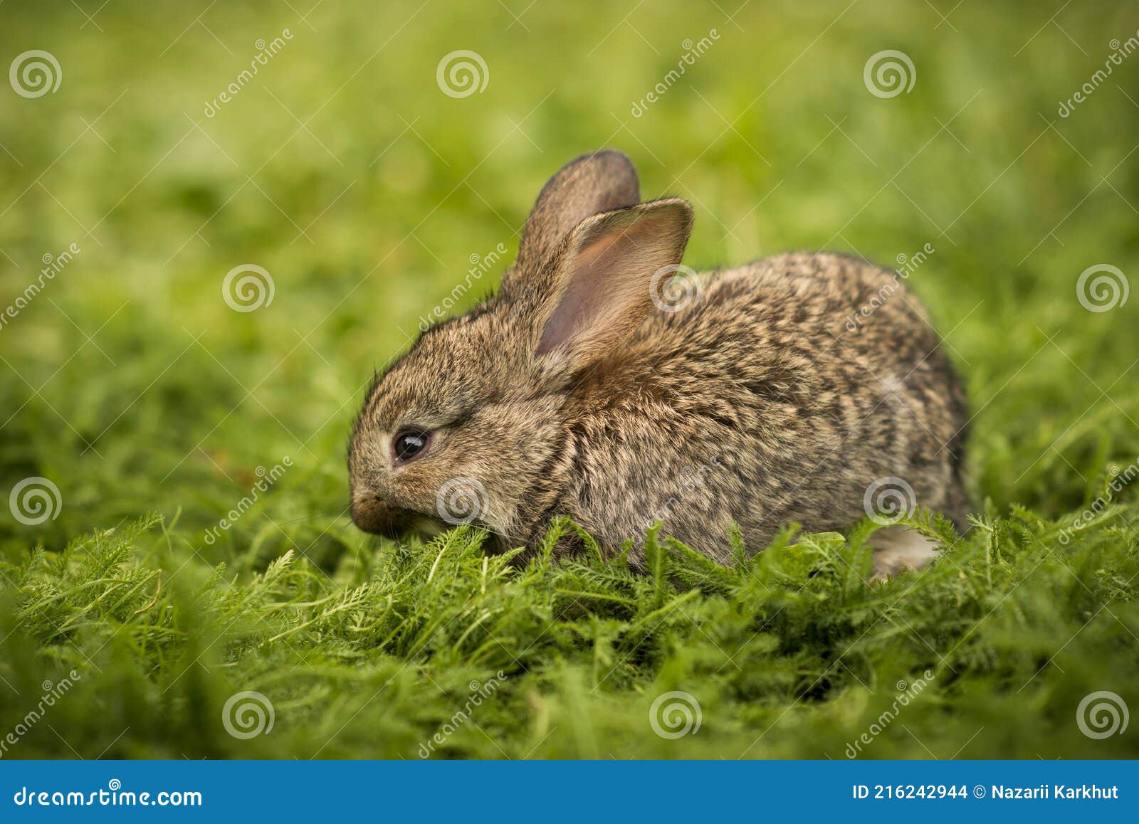 Little Rabbit on Green Grass Stock Photo - Image of eating, playful ...