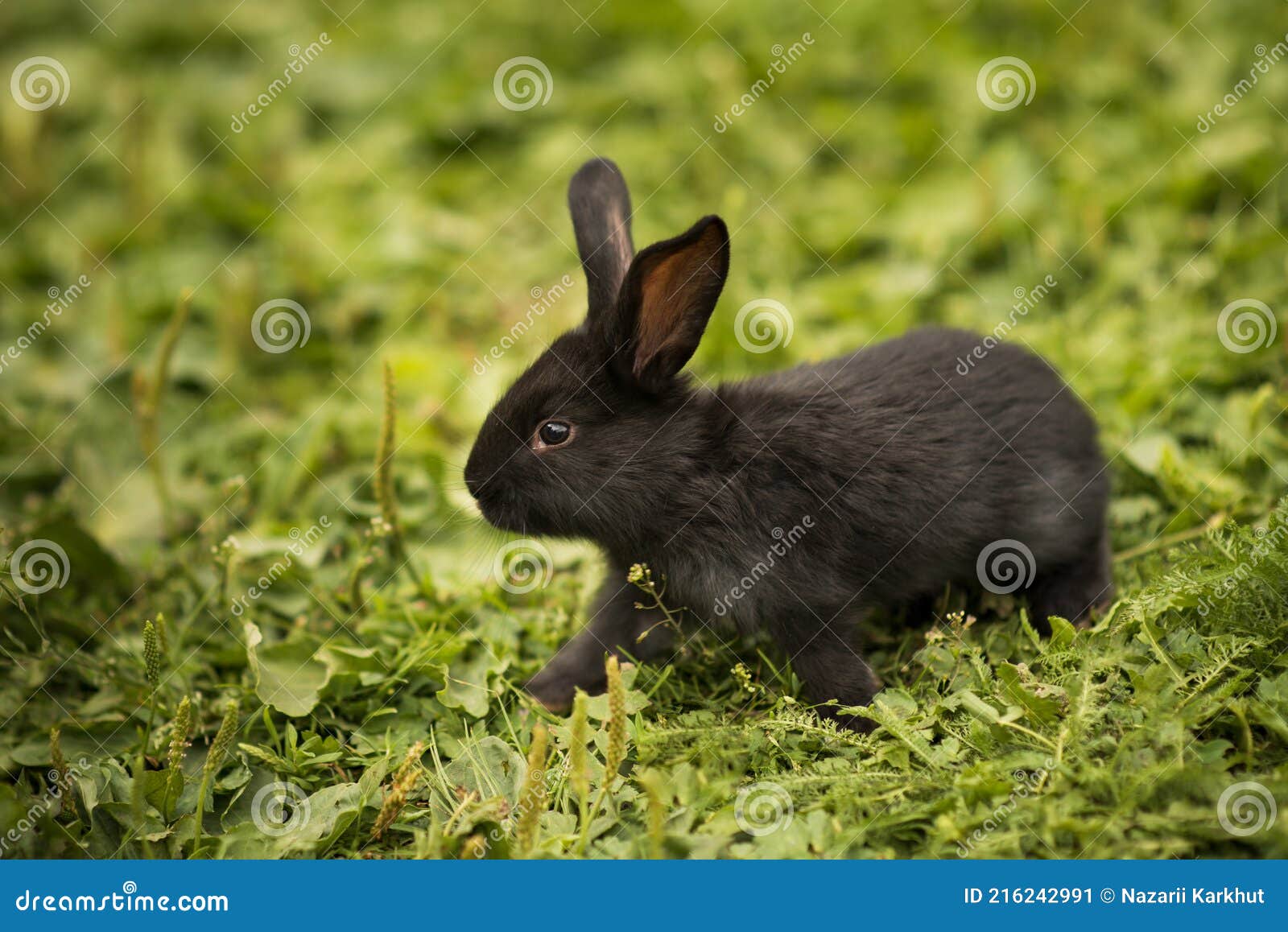 Little Rabbit on Green Grass Stock Image - Image of innocent, grass ...