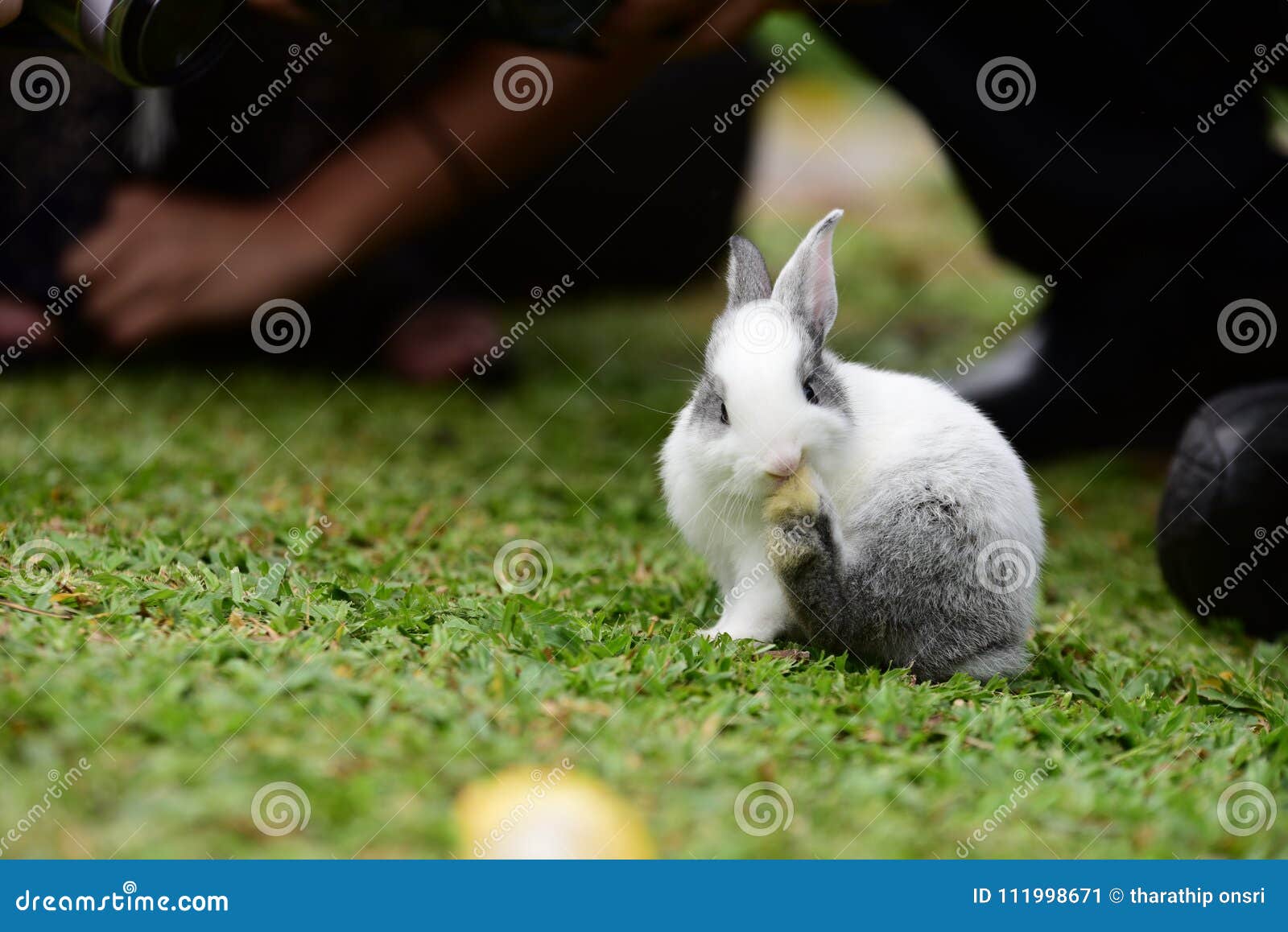 Little Rabbit on Green Grass Stock Image - Image of cottontail, little ...