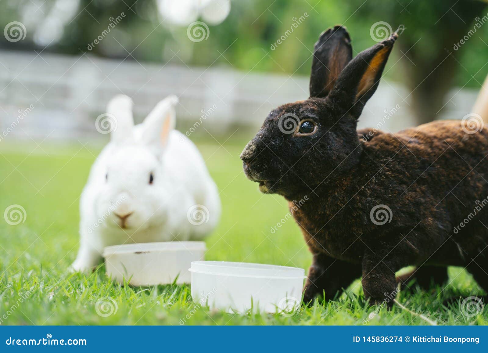 Little Rabbit on Green Grass in Summer Day Stock Photo - Image of cute ...