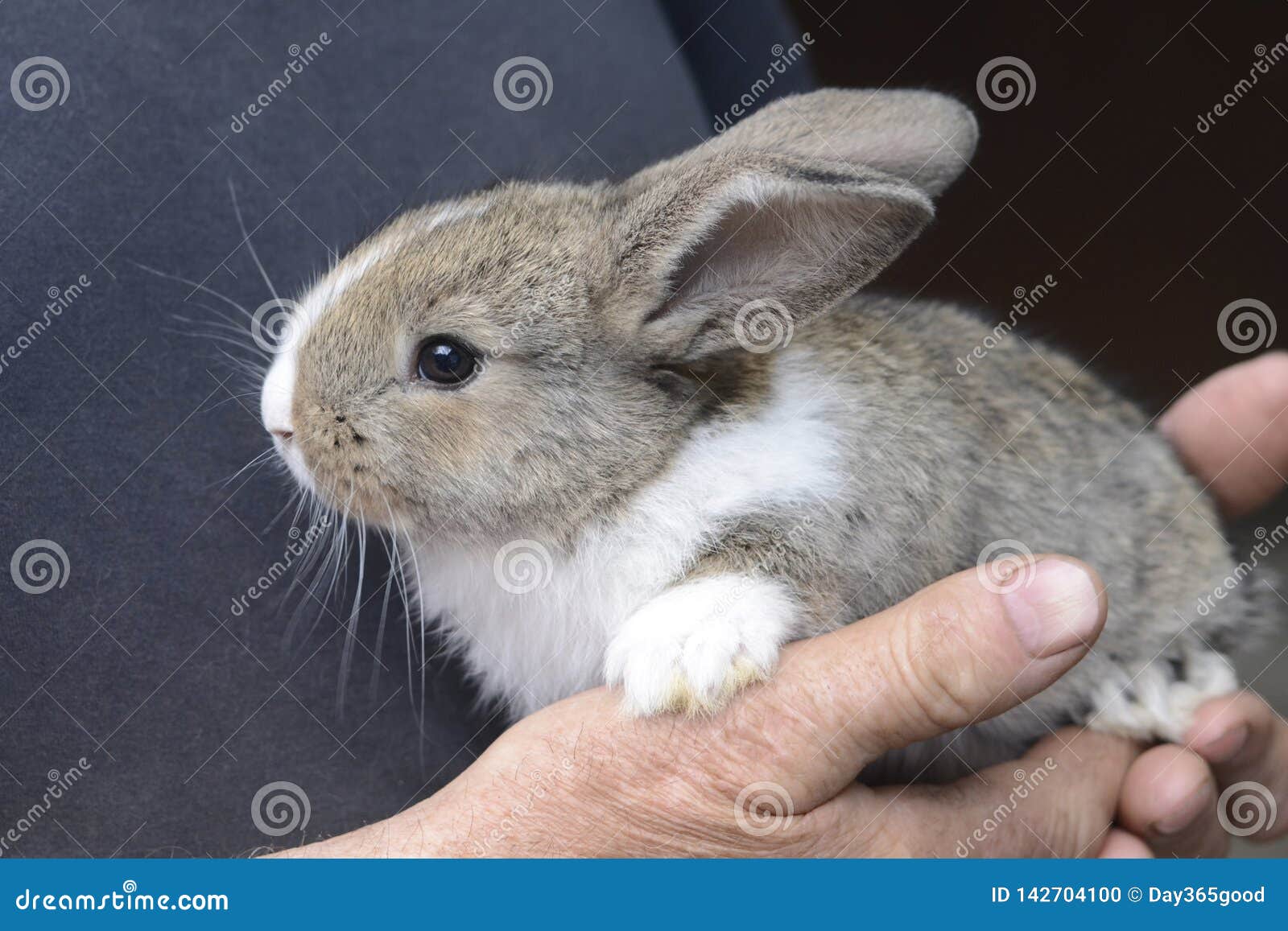Little Rabbit in the Hands of a Man. Farmer Holding Rabbit Stock Photo ...