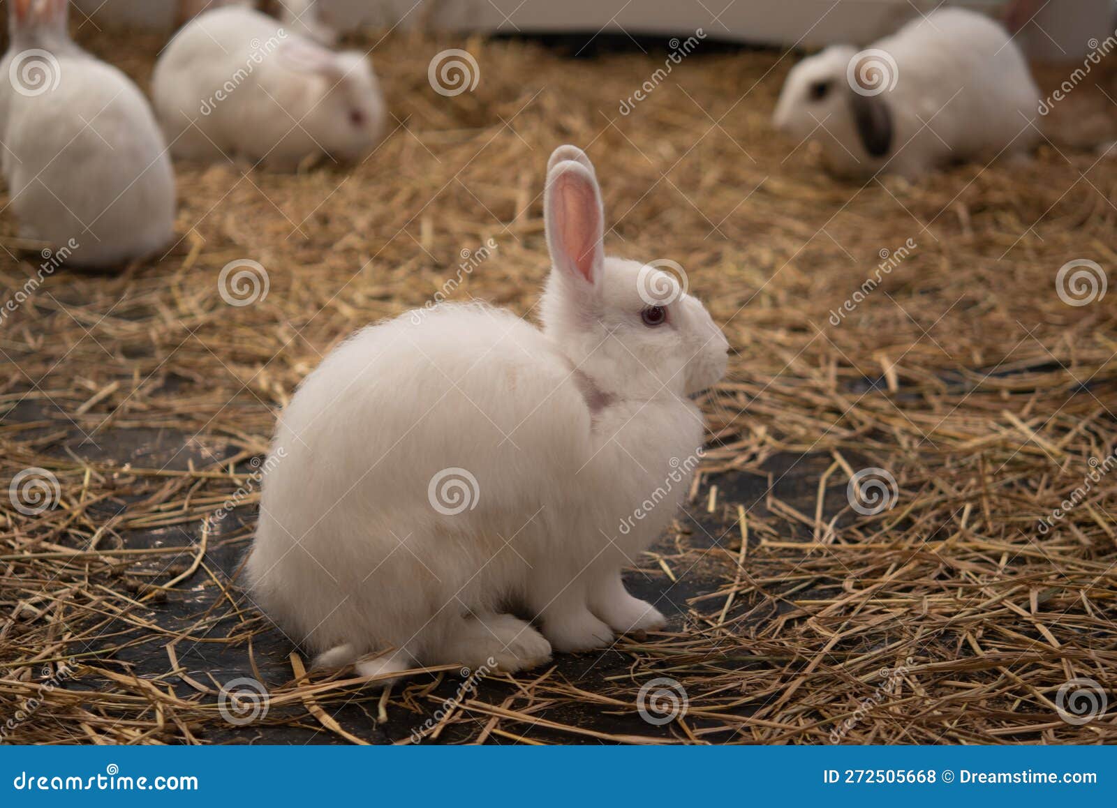 Little rabbit on the hay stock photo. Image of bizarre - 272505668