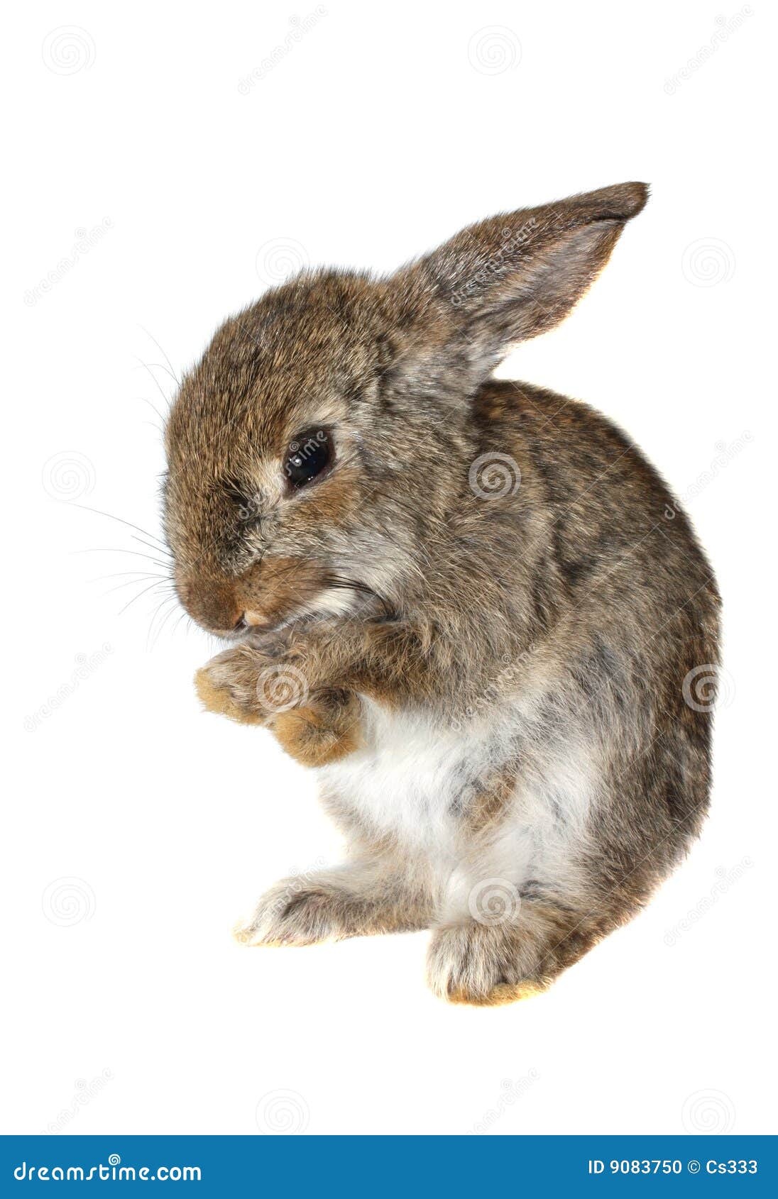Little rabbit,isolate stock photo. Image of interested - 9083750