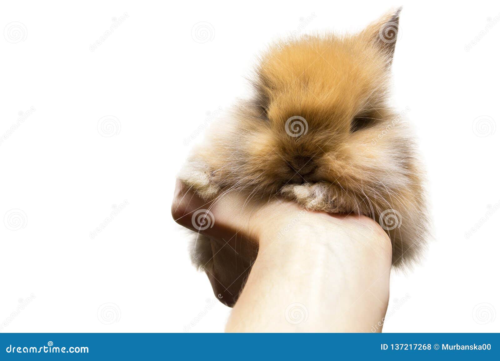 Little Rabbit Isolated on White Stock Photo - Image of baby, easter ...