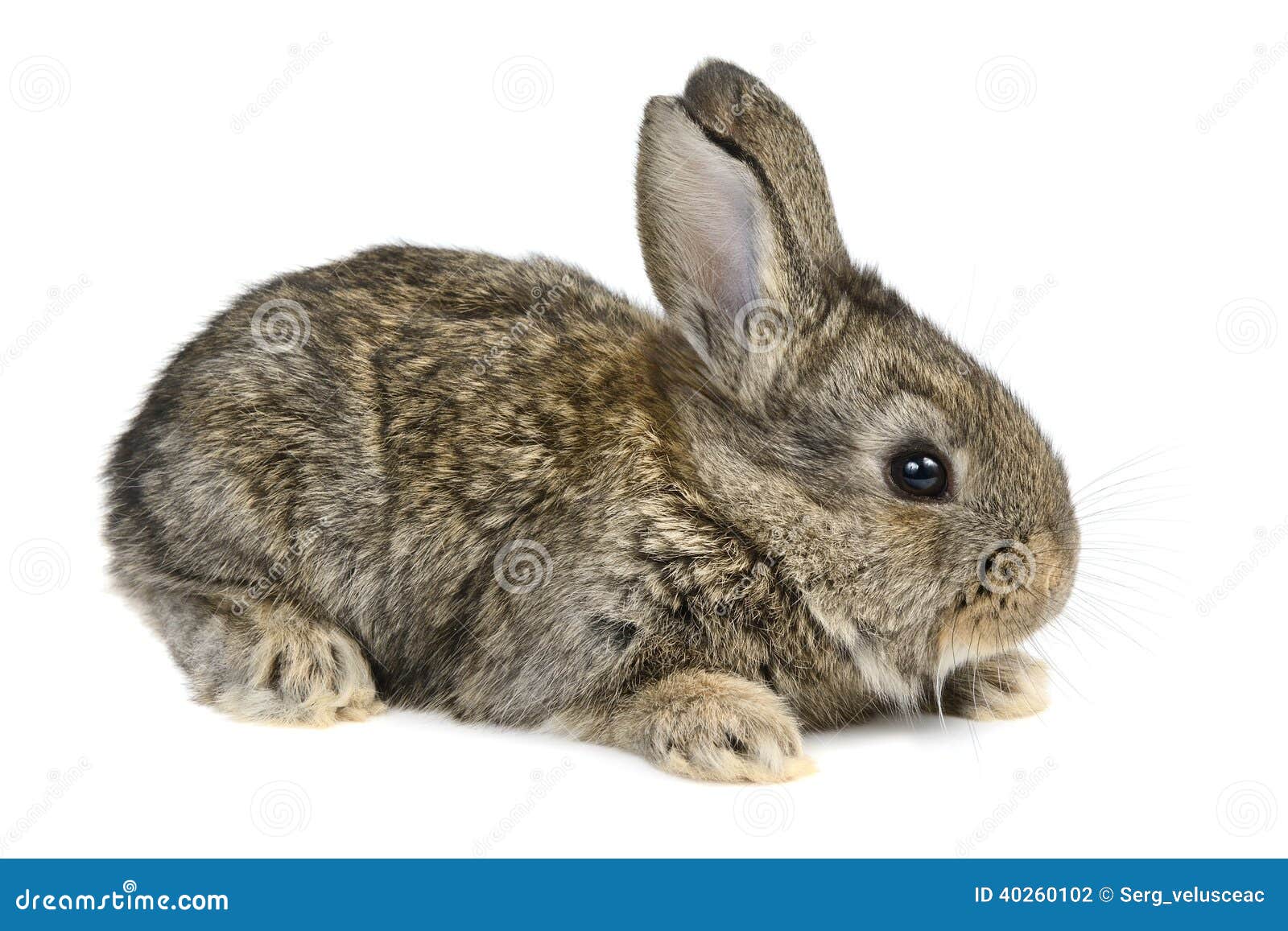 A Little Rabbit Sits In A Cage And Chews On White Grass With Brown ...