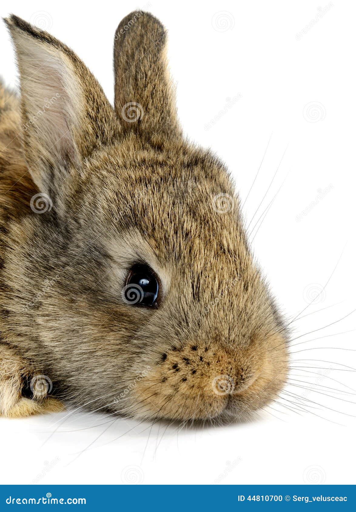 Little rabbit stock photo. Image of object, furry, domestic - 44810700