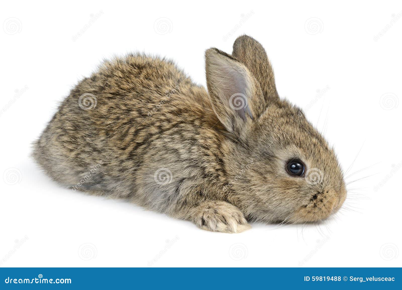 Little rabbit stock photo. Image of object, grey, ears - 59819488