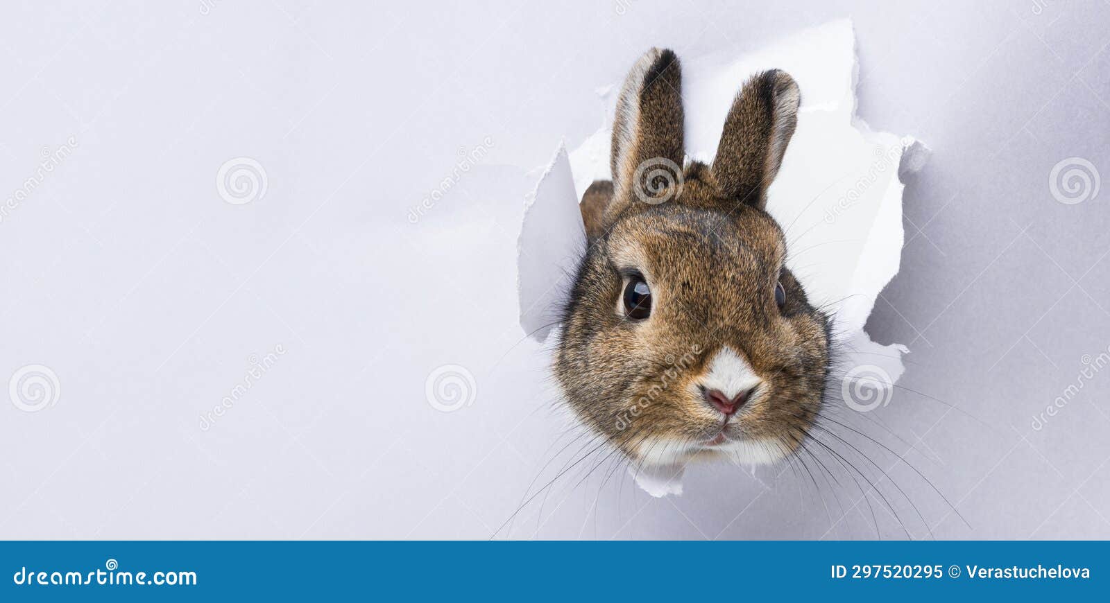 Rabbit Looks through a Hole in Paper Stock Image - Image of hole, brown ...