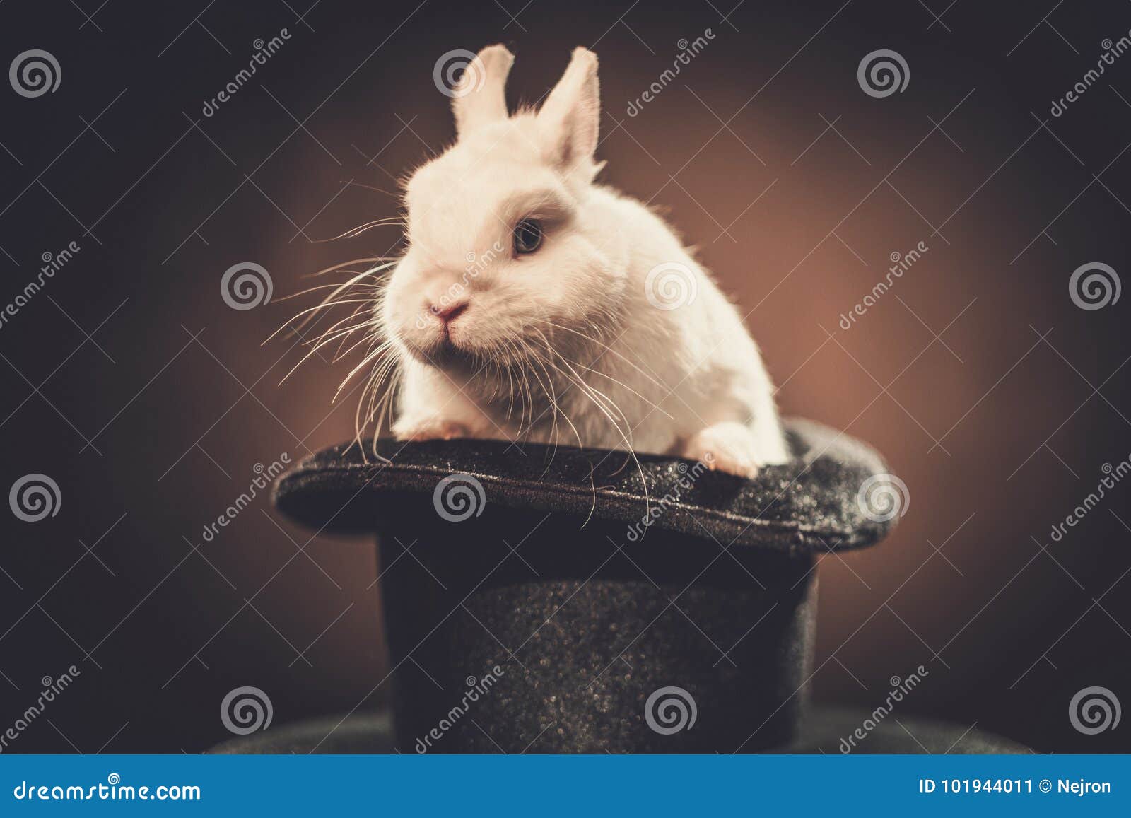 Little Rabbit in a Magician Hat Stock Image - Image of entertainment ...