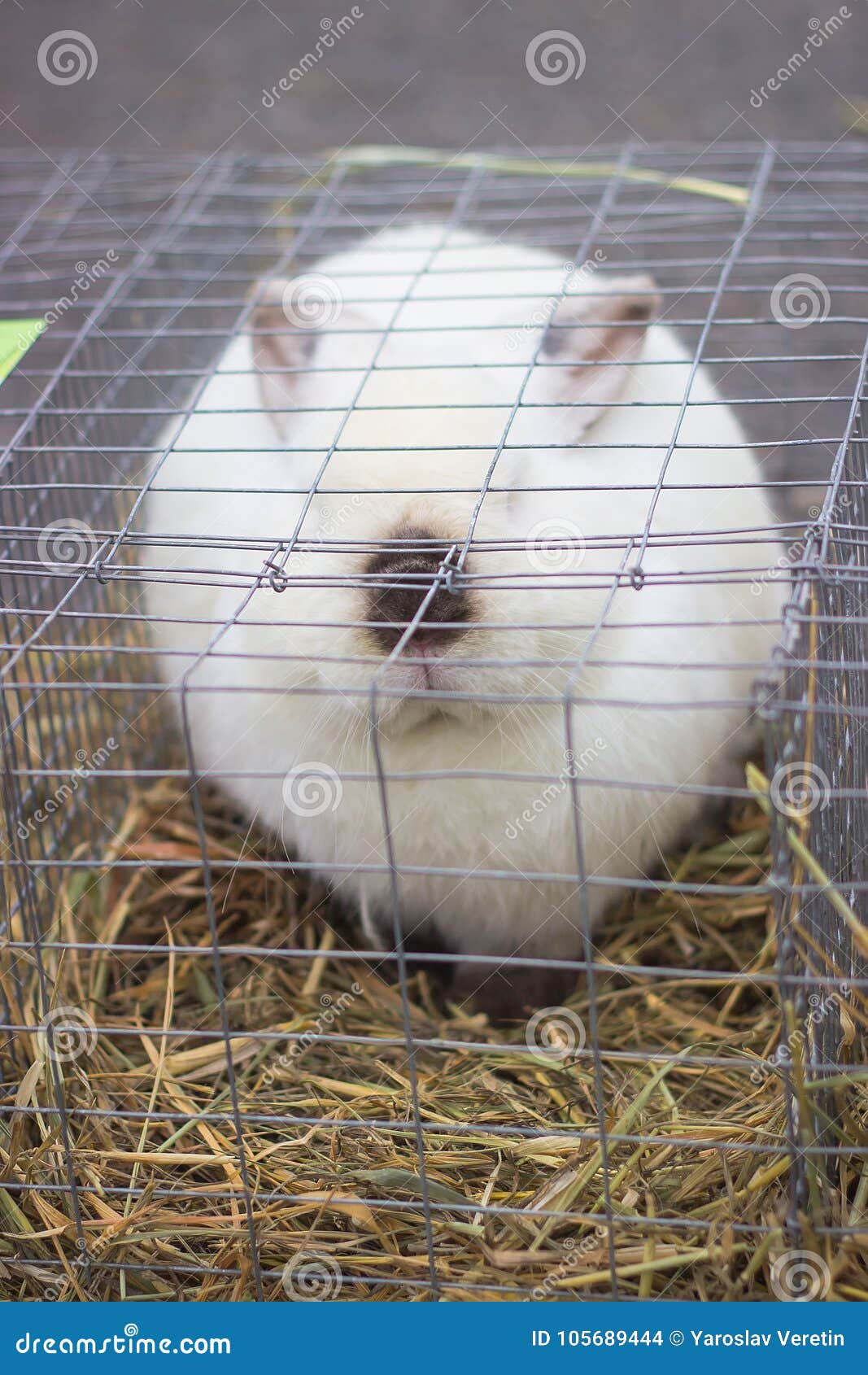 Little Rabbit in Box with Gift Stock Photo - Image of birthday, little ...