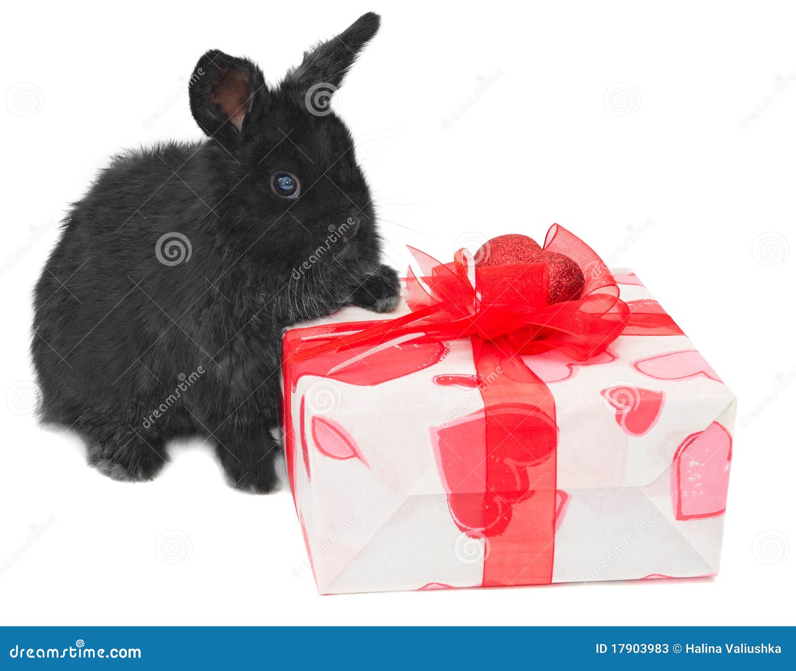 Little Rabbit Near the Box with Gift Stock Image - Image of gift ...